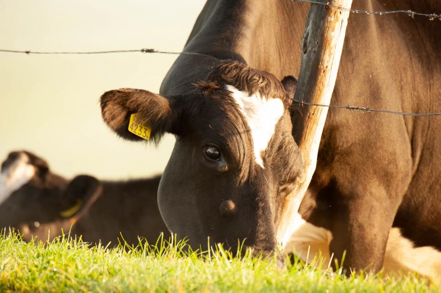 Waarom moest een ontsnapte koe dood? | Animal Rights Waarom moest een ontsnapte koe dood? | Animal Rights