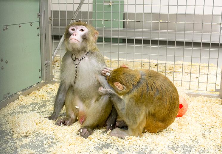 Maak korte metten met de dierproef | Animal Rights Maak korte metten met de dierproef | Animal Rights