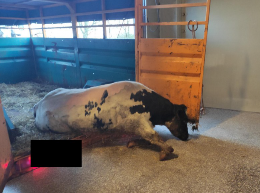 Vion onder vuur in Vlaamse pers | Animal Rights Vion onder vuur in Vlaamse pers | Animal Rights