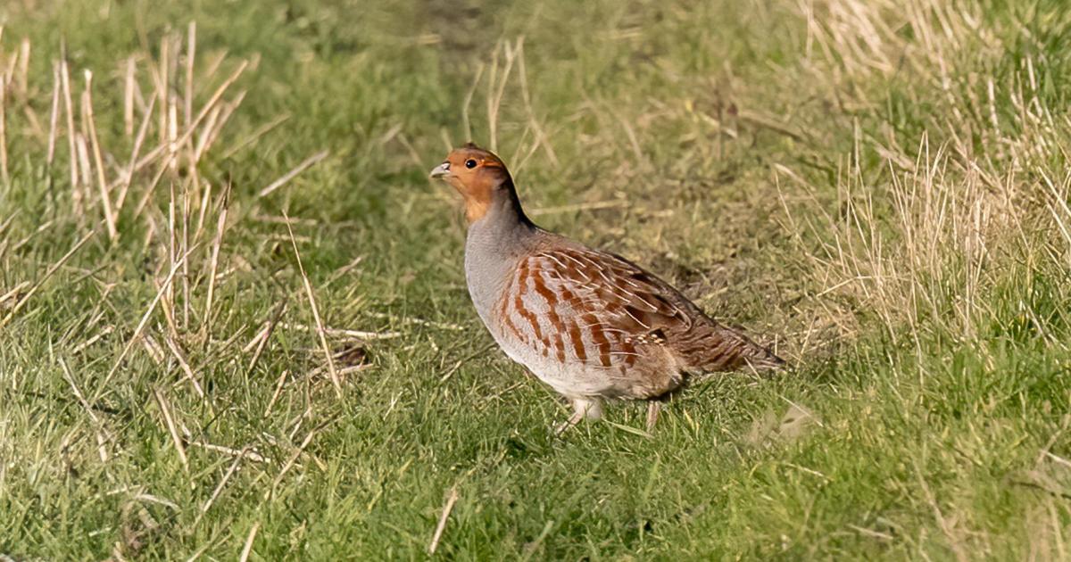 Animal Rights ontstemd: jacht op patrijs opnieuw geopend | Animal Rights