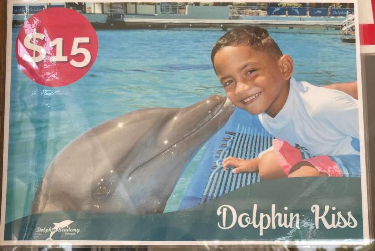 Animal Rights staat opnieuw tegenover Seaquarium in de rechtszaal ...