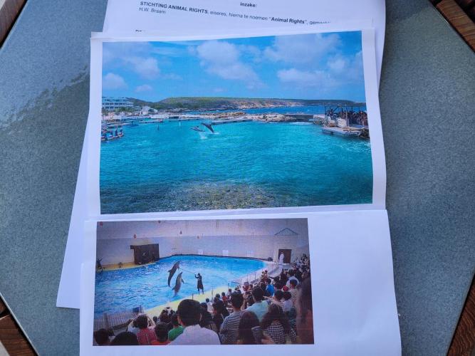 Animal Rights staat opnieuw tegenover Seaquarium in de rechtszaal ...